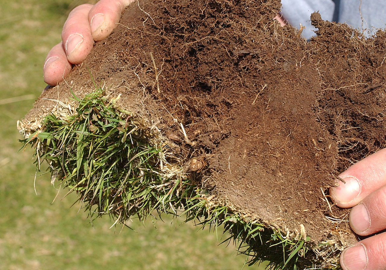 Biostart New Zealand | Turf and Pasture